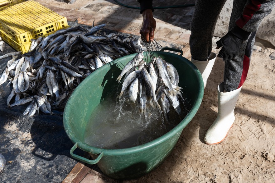 Small West Coast town is the world capital of this delicacy | GroundUp
