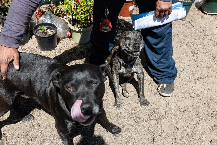 No shelter for homeless dog owners | GroundUp