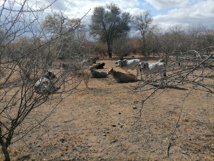 Farmers fear loss of land to Motsepe Foundation citrus project – The ...