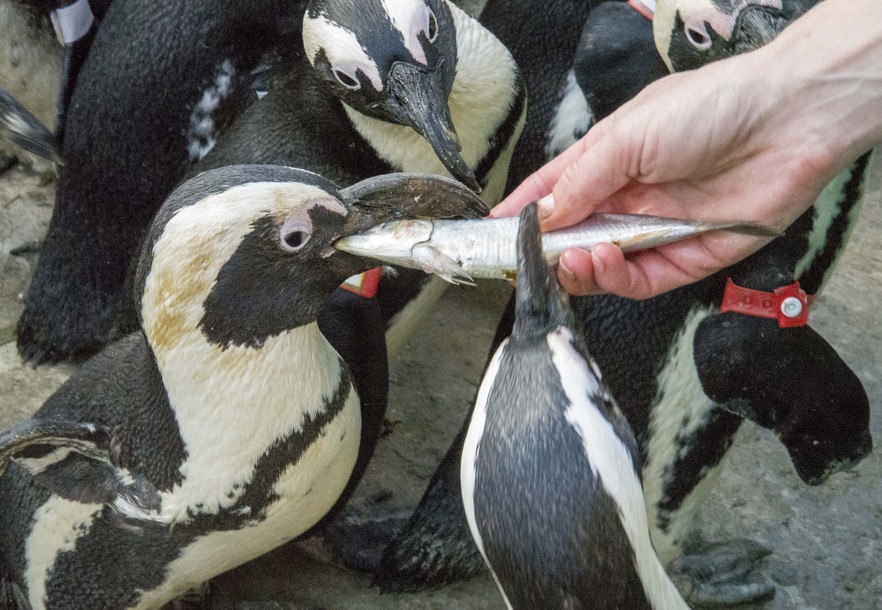 Latest science confirms plummeting penguin population