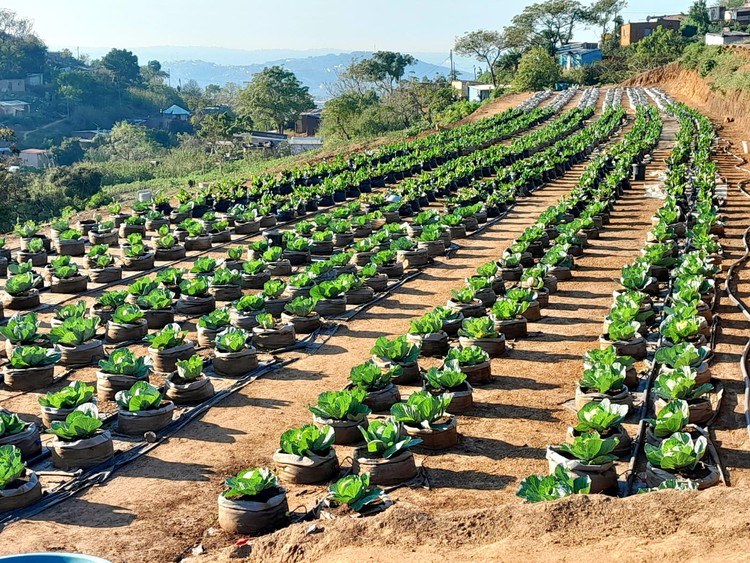 Agricultural Hubs Create Work and Hope for Hundreds