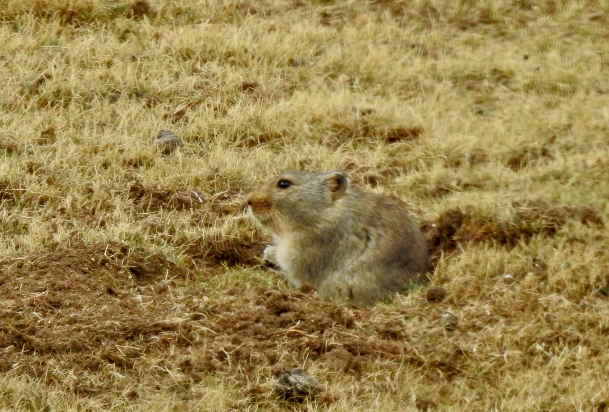 Shaggy sheep, ice rats and the future of Joburg's water supply