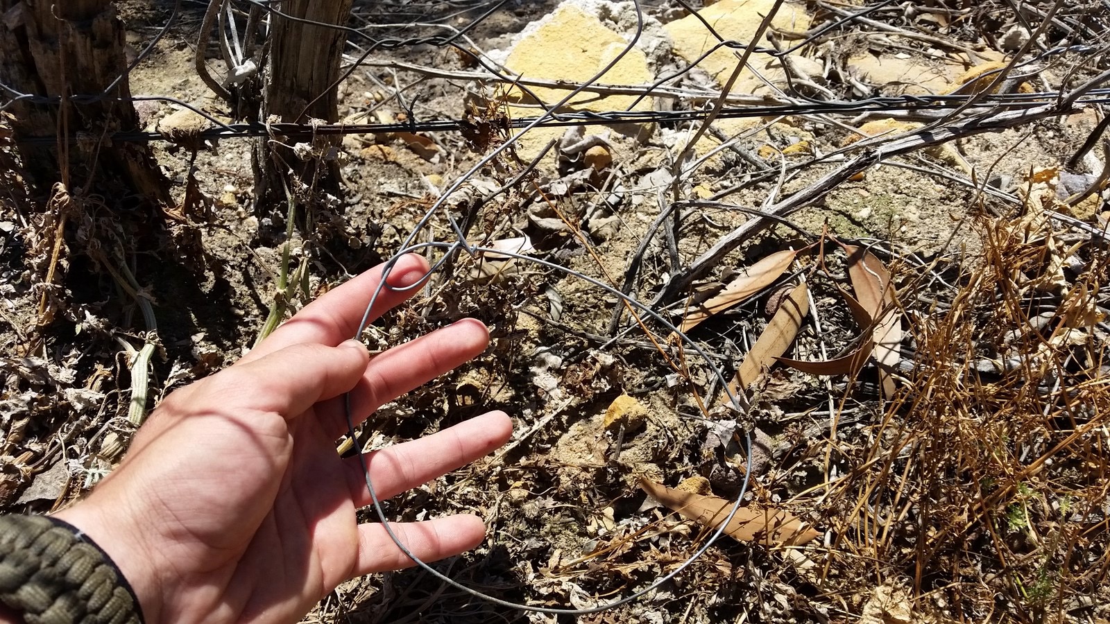 Big cats among victims as snare trapping spreads in Western Cape | GroundUp