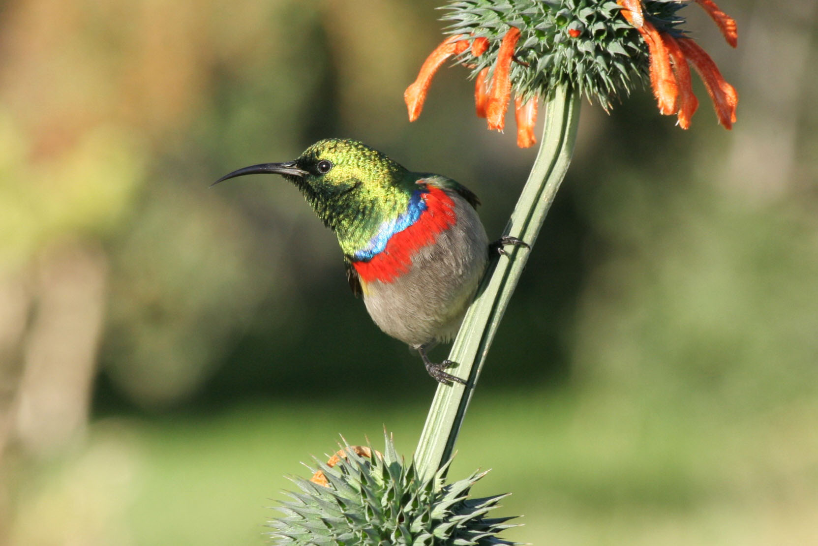 Schools are helping sunbirds find their old routes across Cape Town ...