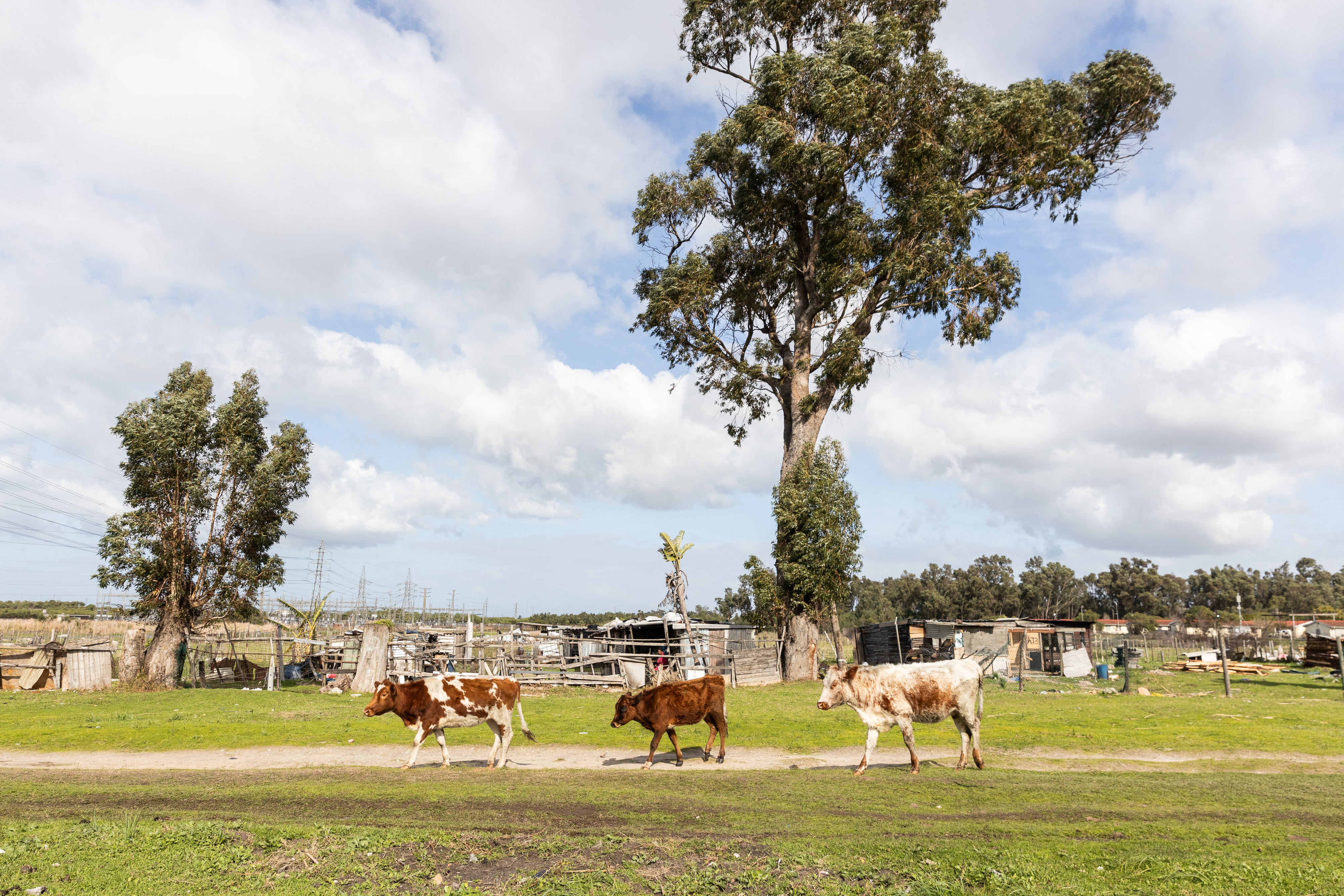 Tensions mount as Cape Town farmers face relocation