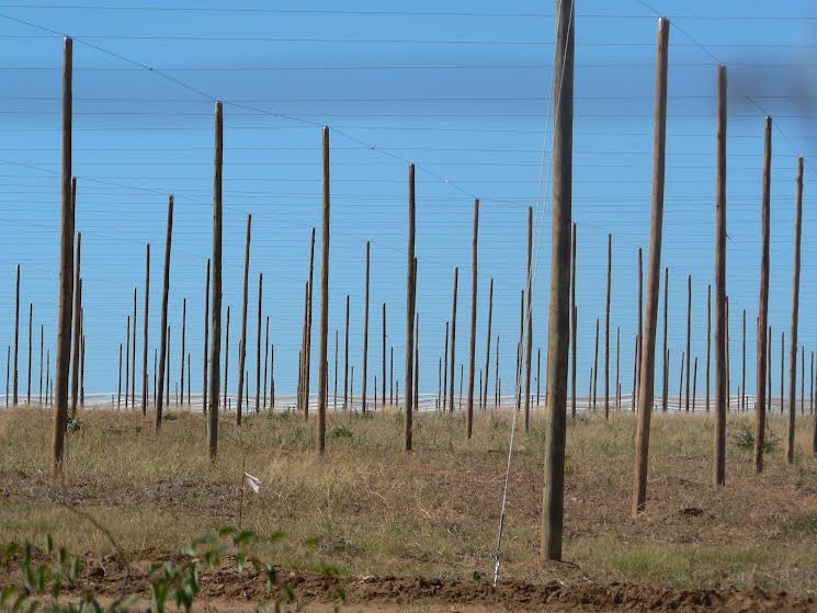 Displaced Limpopo farmers battle to make a living | GroundUp