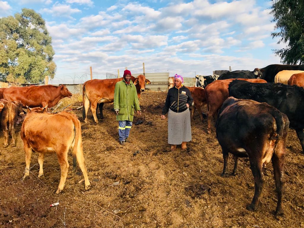 It is not easy keeping cows in the township | GroundUp