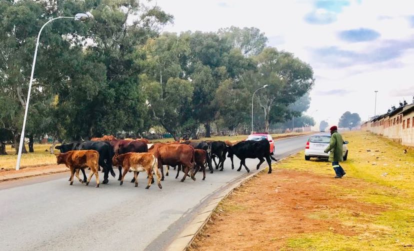 It is not easy keeping cows in the township | GroundUp