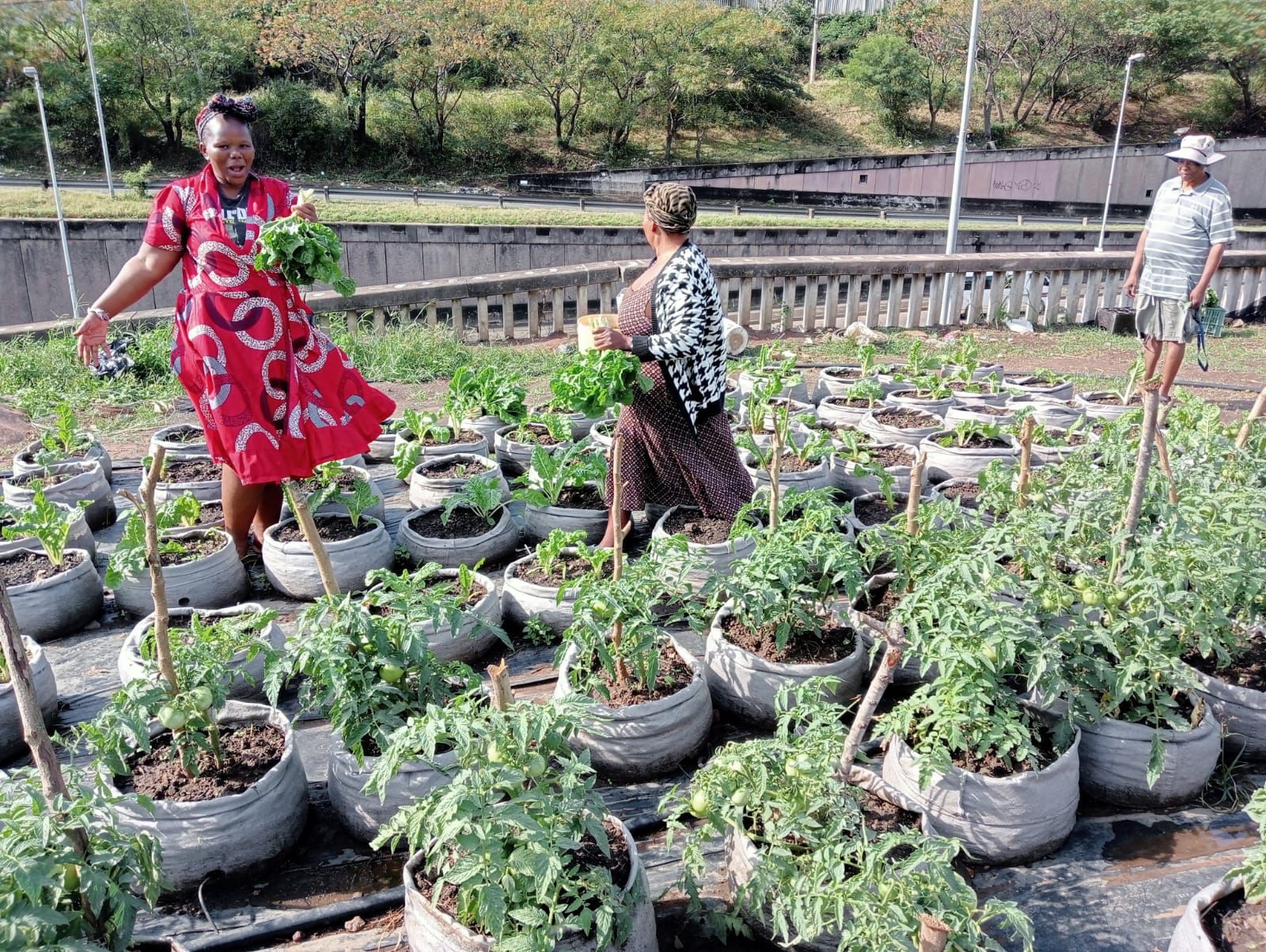 Agricultural hubs create work and hope for hundreds | GroundUp