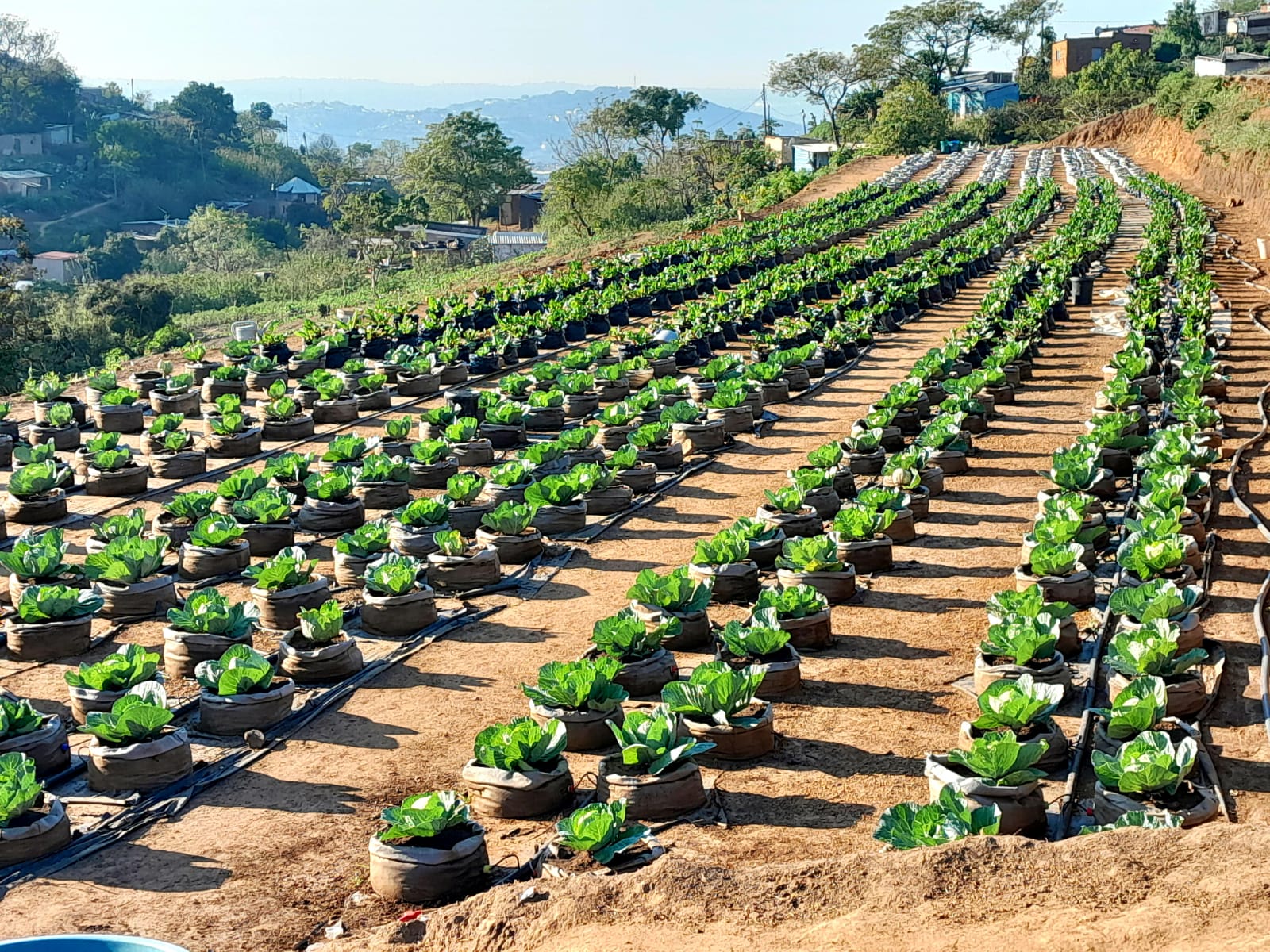 Agricultural Hubs Create Work and Hope for Hundreds