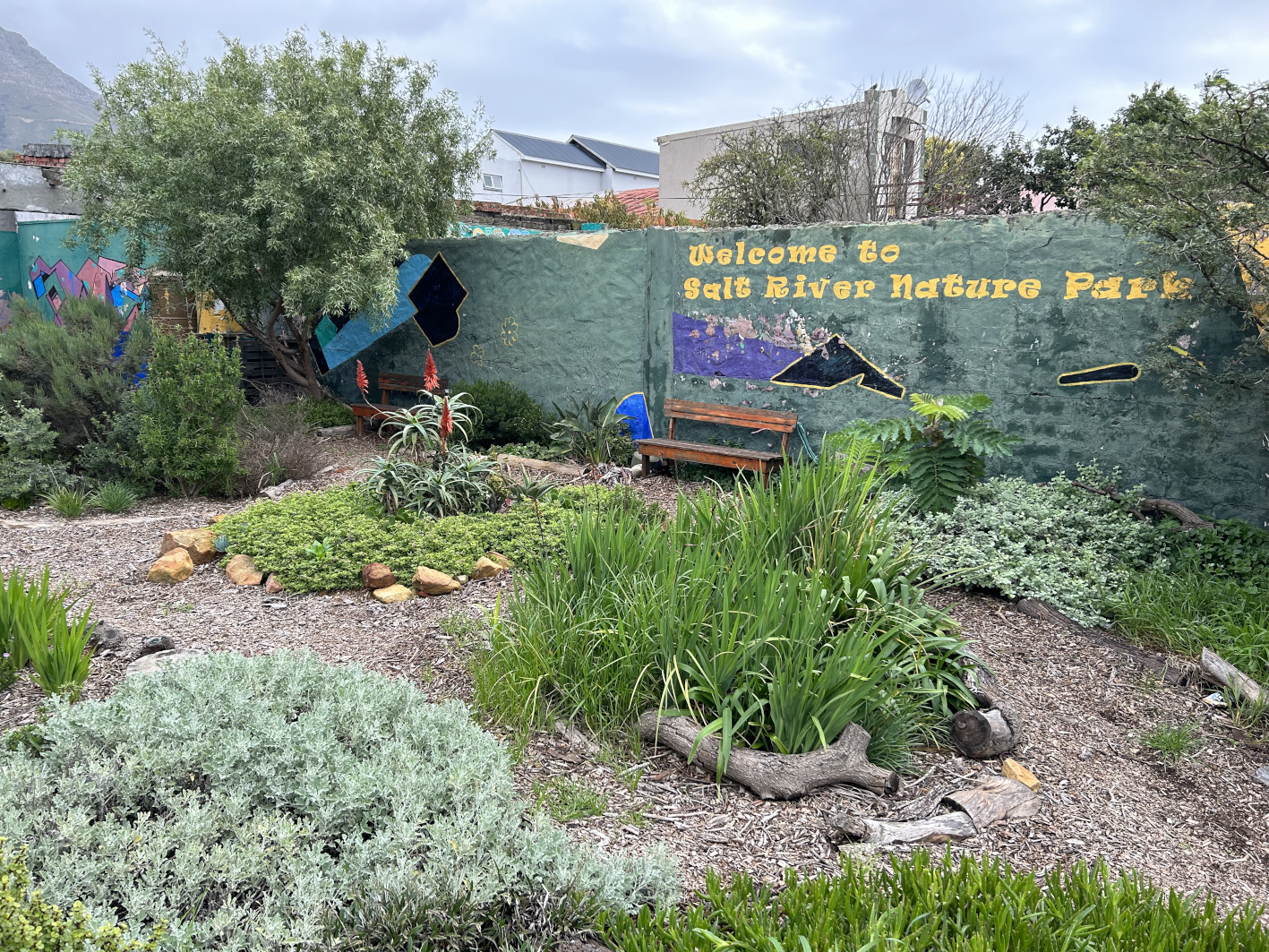 Community gardens bloom from vacant lots in Salt River | GroundUp